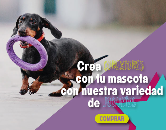 Inicio | Perro Caffé